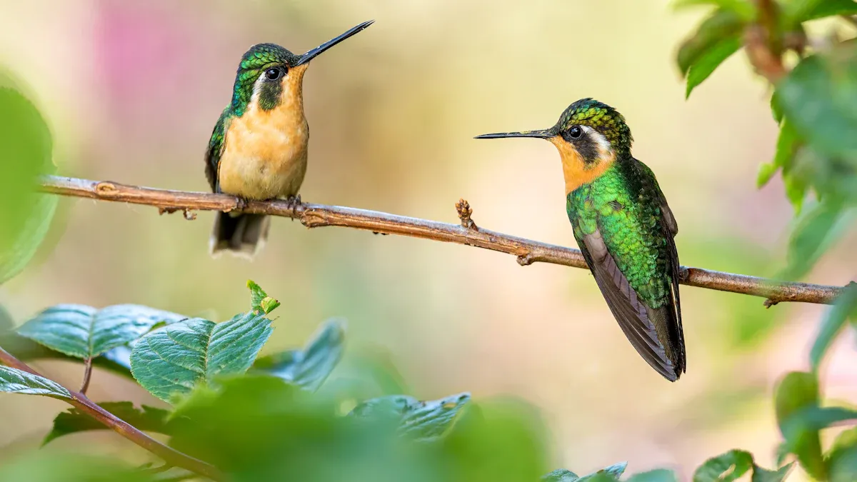 Hummingbird Identification Chart: 15 Vibrant Species & Colors