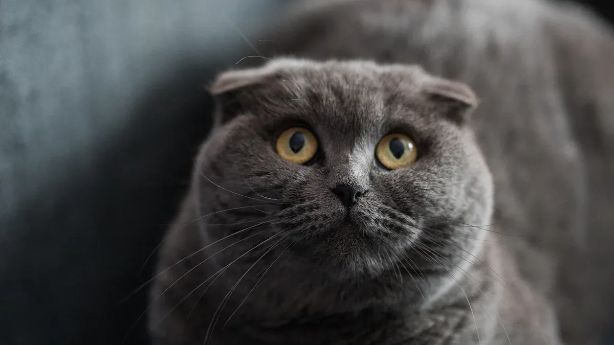 Cat Lifespan Chart: 12 Breeds Ranked By Life Expectancy